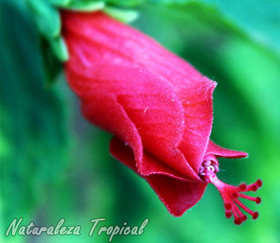 Plantas ornamentales con propiedades medicinales | Plantas