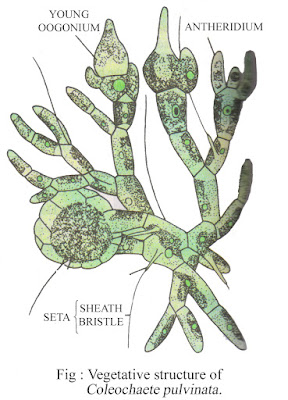 COLEOCHAETE - STRUCTURE OF VEGETATIVE BODY AND REPRODUCTION