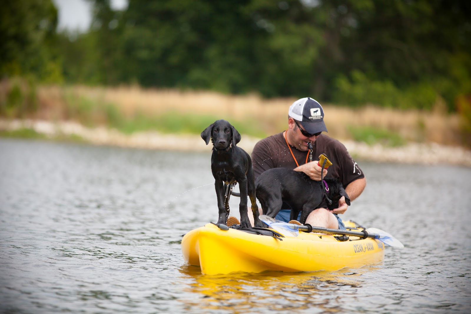 Gallery | UKLabradors.com
