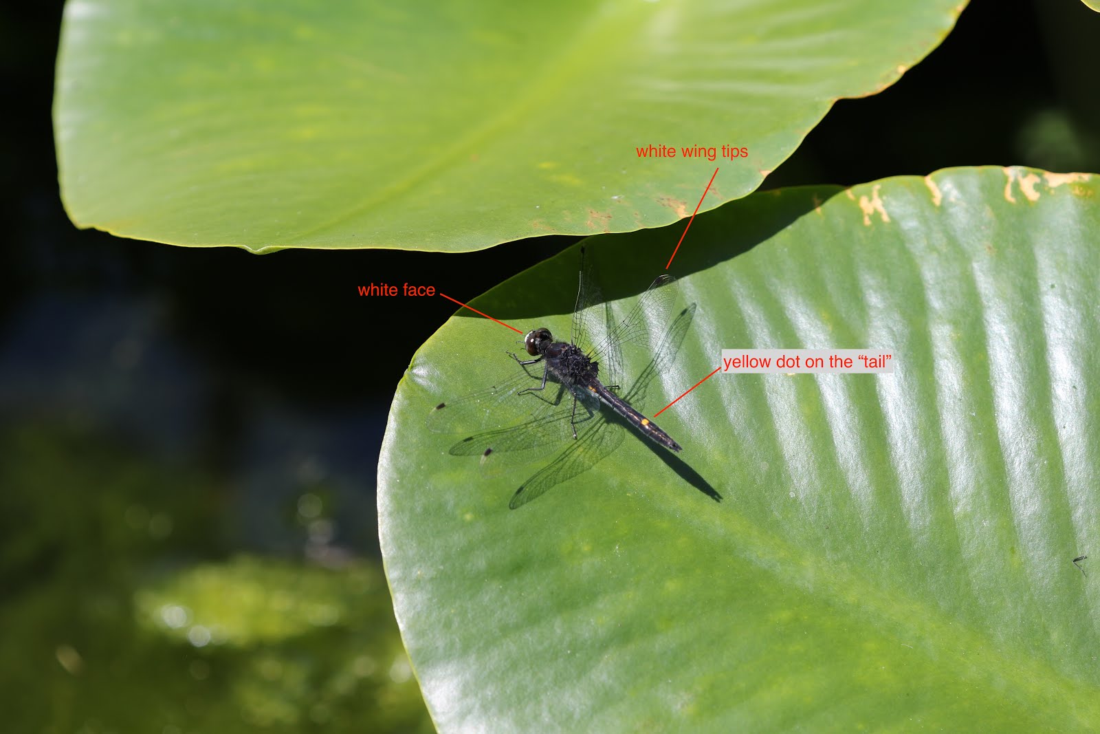 The Dragonfly Whisperer: Species Spotlight: Dot-tailed Whiteface