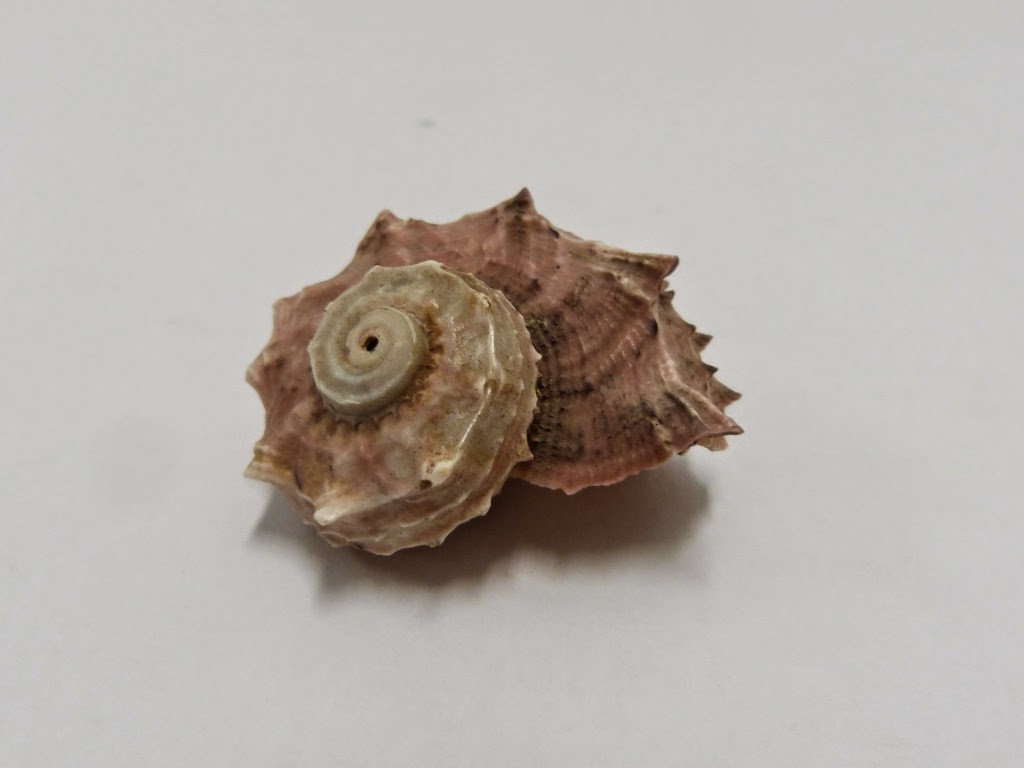 Taxonomía invertebrados no artrópodos: Phylum Mollusca Clase Gastropoda ...