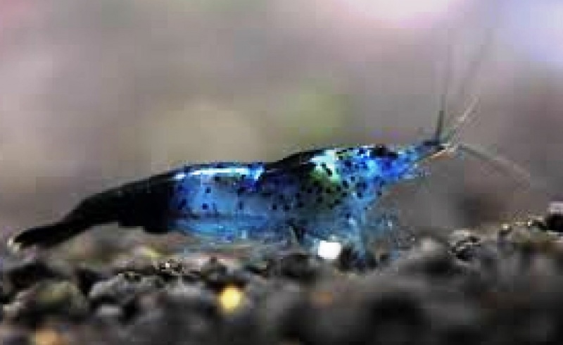 Akwa Legnica: Neocaridina heteropoda - neocaridina davidi odmiany barwne