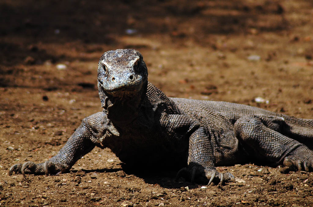 multimehdia: Komodo National Park, Not Only About Komodo
