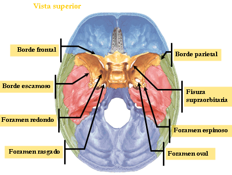 MediEstudy: Sphenoid bone