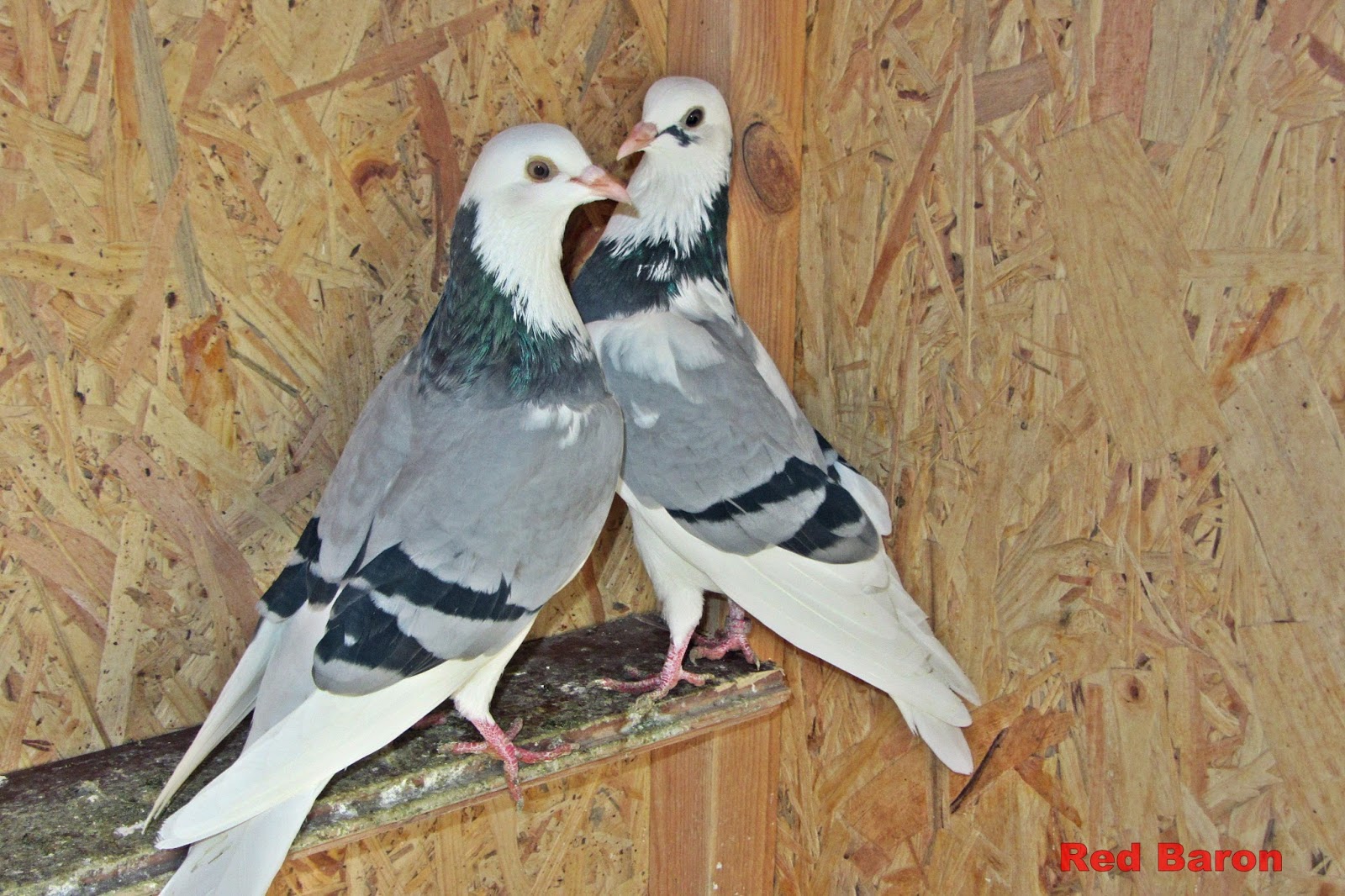 ingiliz tippler : ingiliz tippler