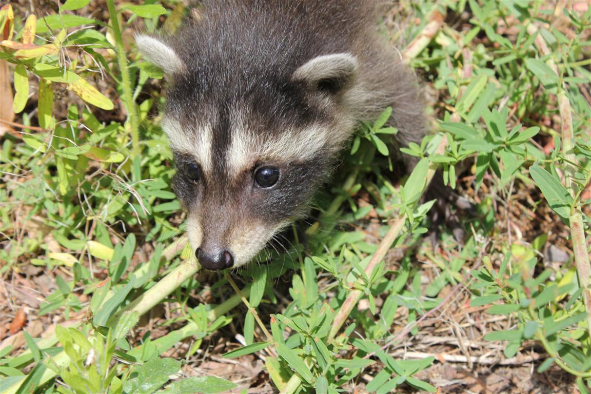 The Laughing Raccoon: Bad, good, and great updates!