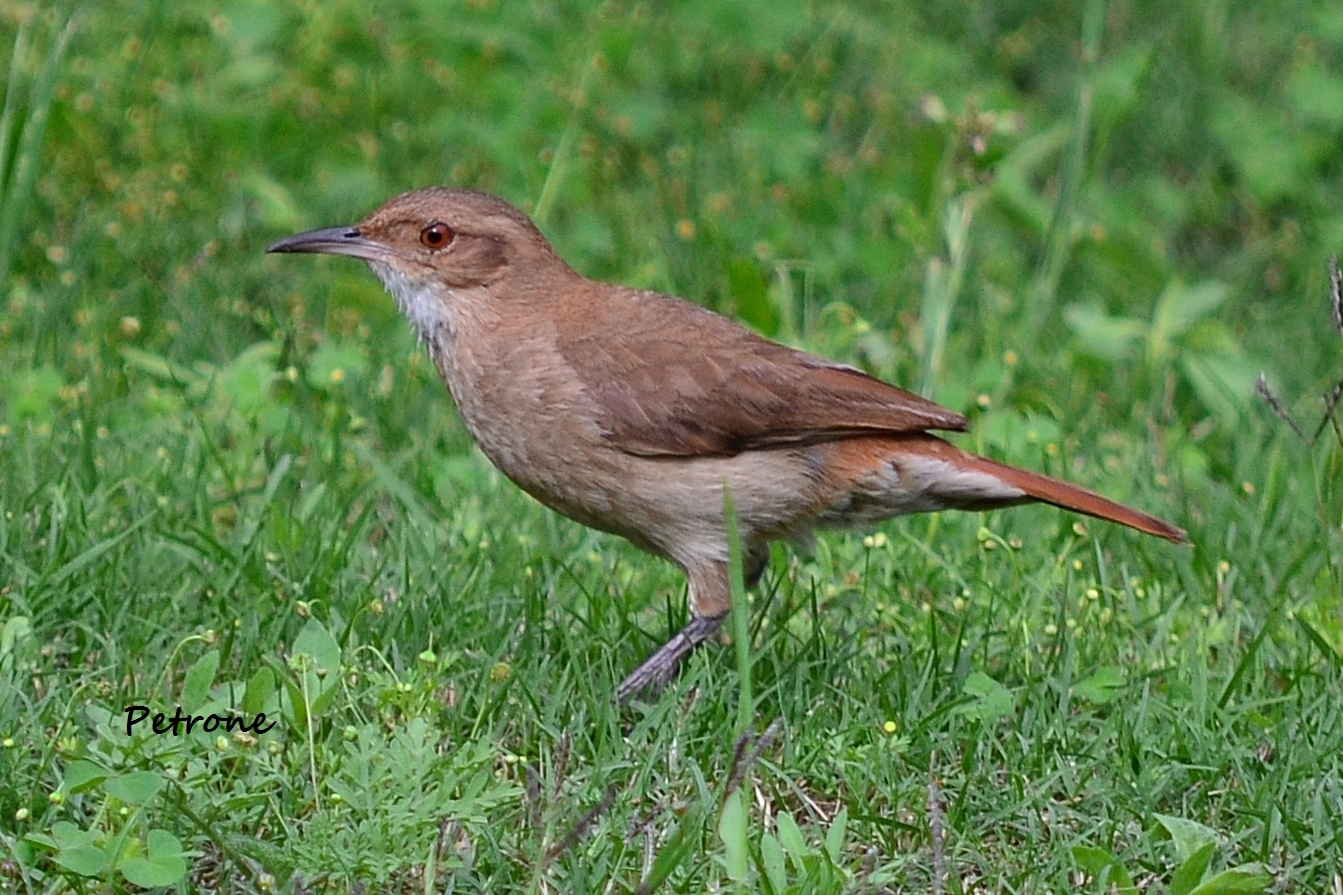 Aves de La Floresta: passeriformes marrón