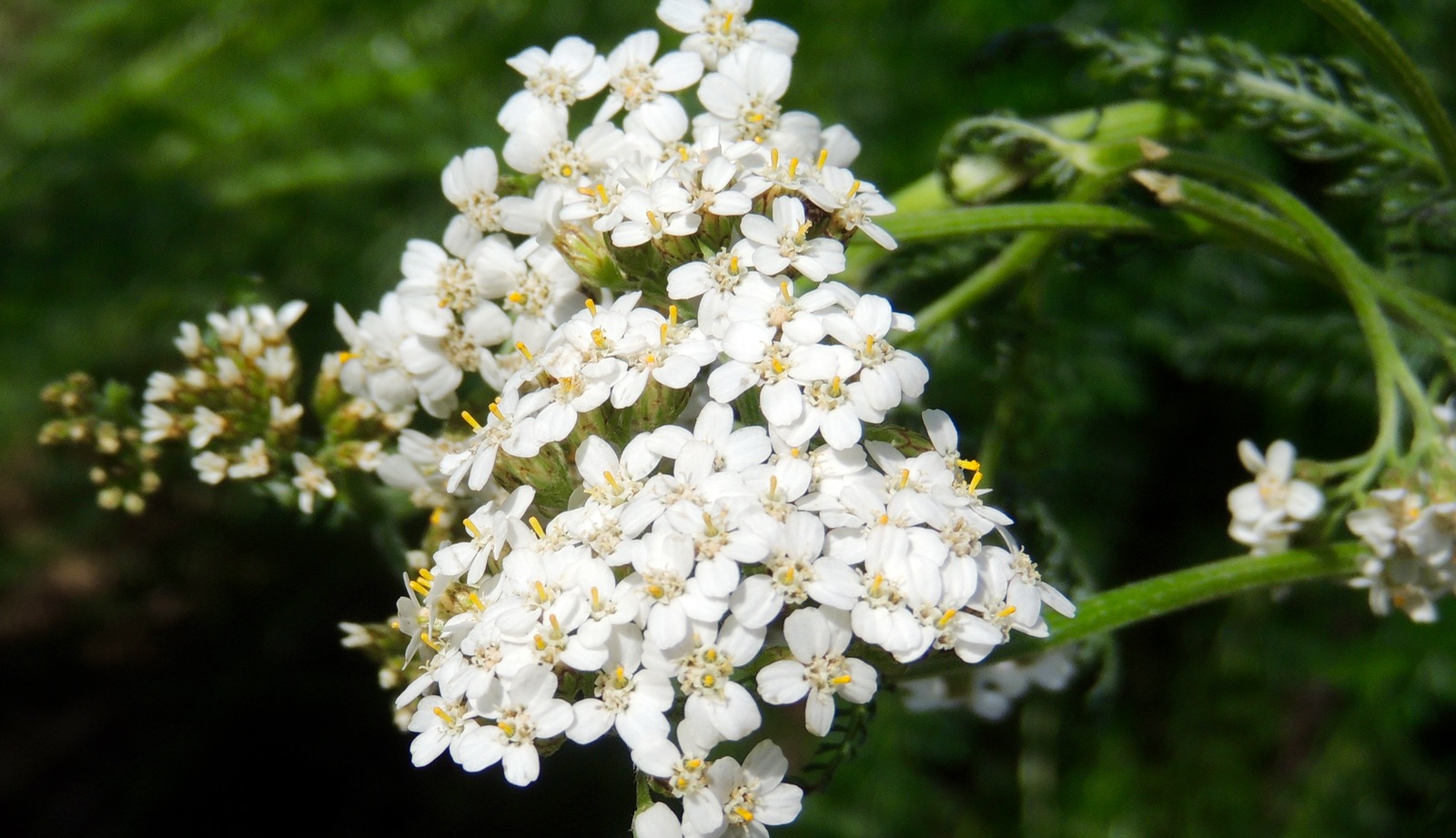 Yarrow: Weed or Medicine For The Soil and Our Bodies? - Our ...