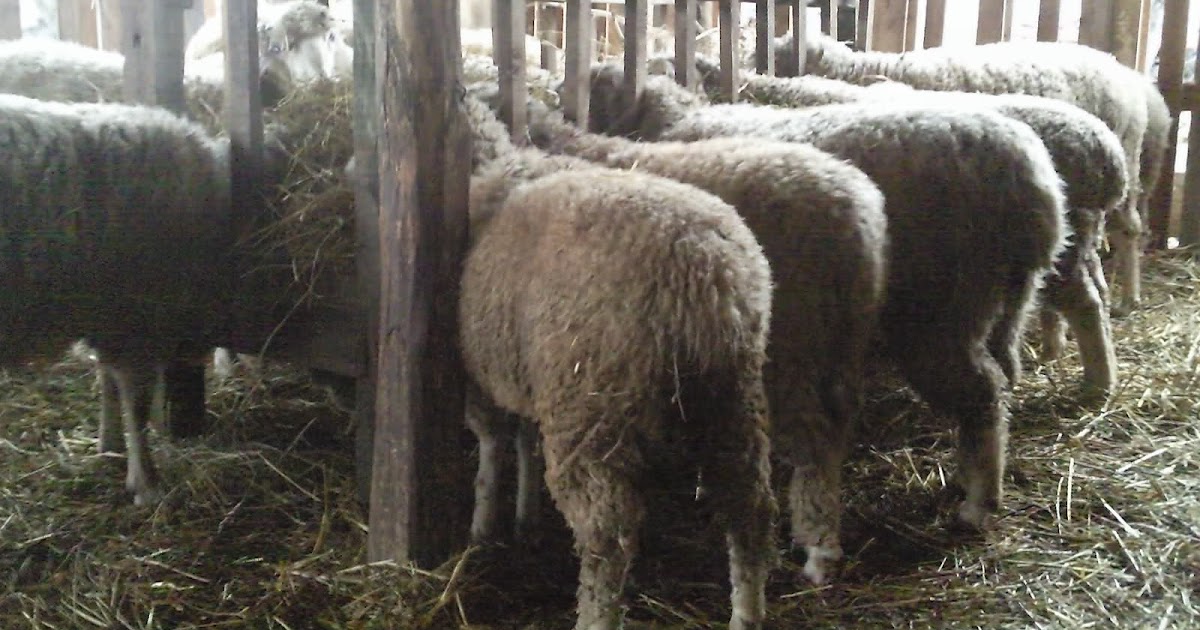 Esavičius: Nepamirškime, Kalėdos mūsų Viešpaties Jėzaus Kristaus gimimo ...