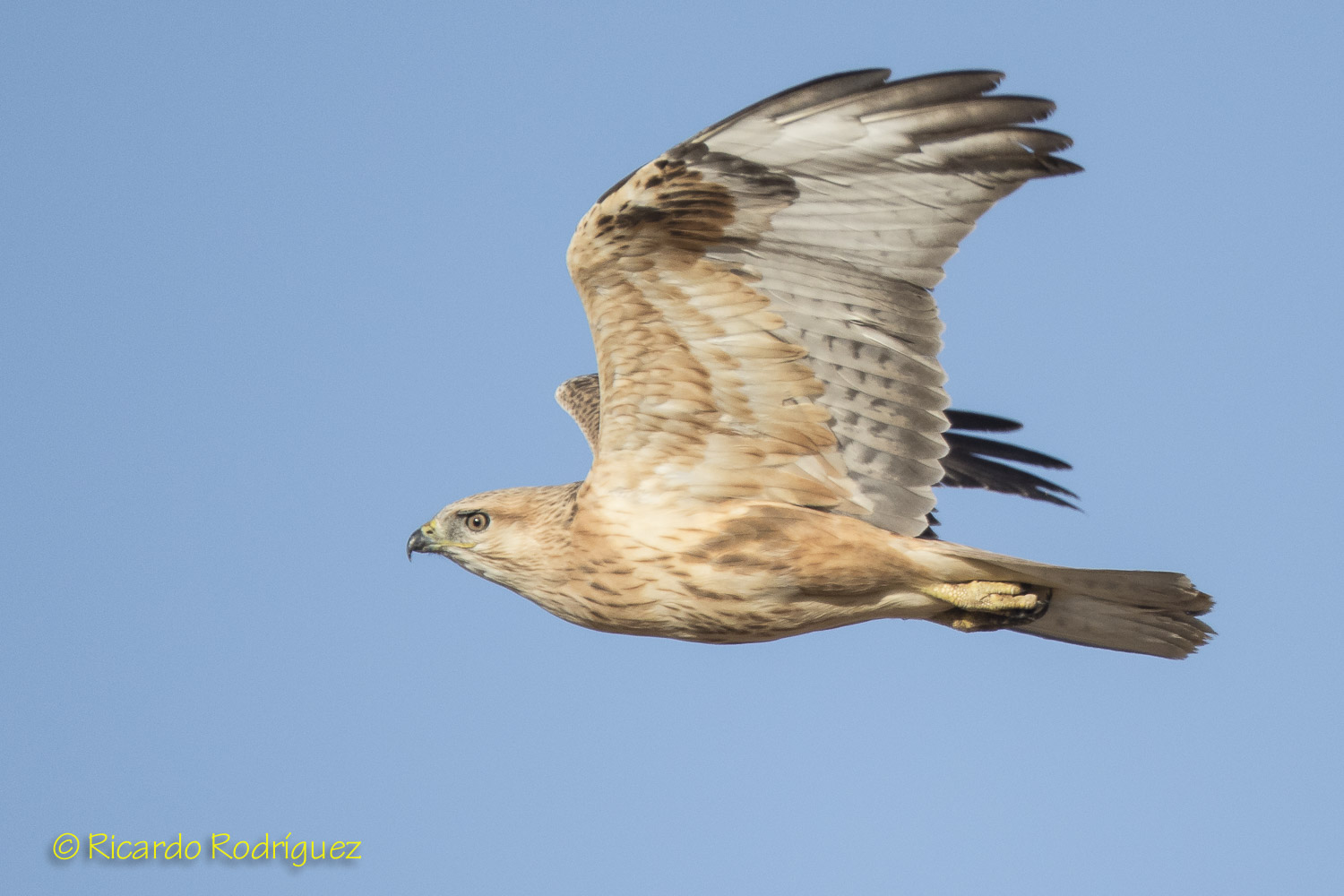 Aves Ricardo Rodriguez: Busardo Moro (Buteo rufinus)
