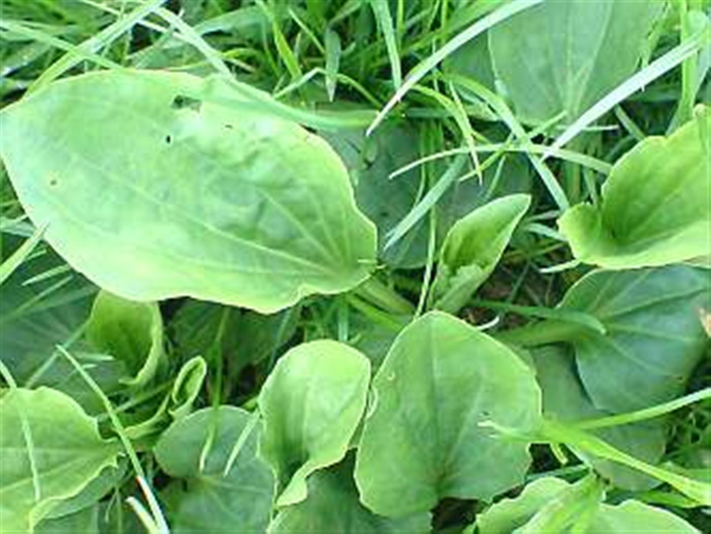 Prirodni lijekovi: Ljekovite trave liječe rane