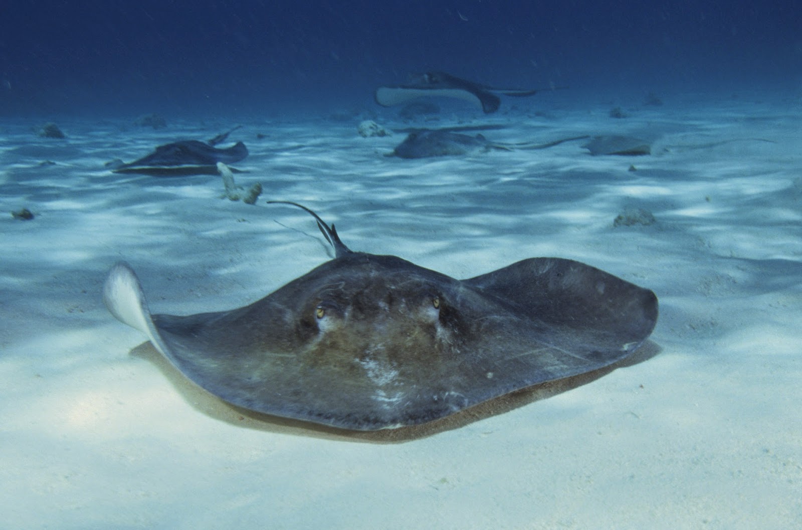 wildlife: Outline of Stingrays and Foxes