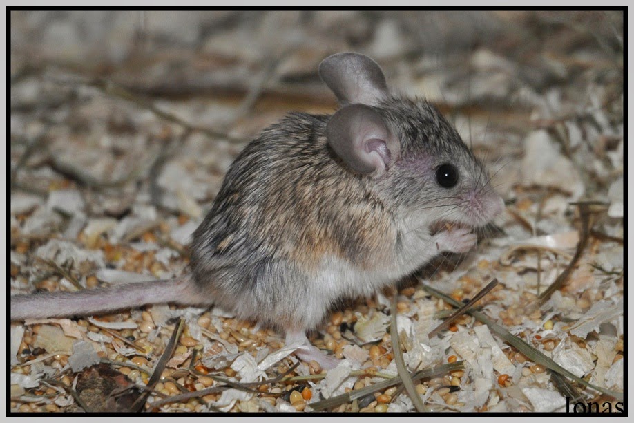 Beszamel i spółka bez ograniczeń: Rodzina Calomyscidae. Przegląd gatunków.