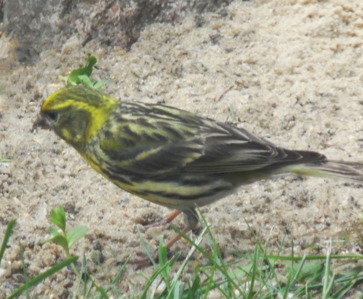 ~Kolory w ogrodzie~: Kulczyk - nowy ptak