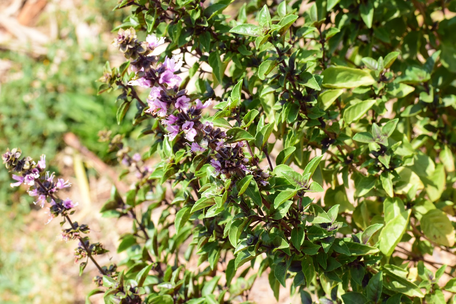 Manjericão - Cultura, Cultivo e Culinária