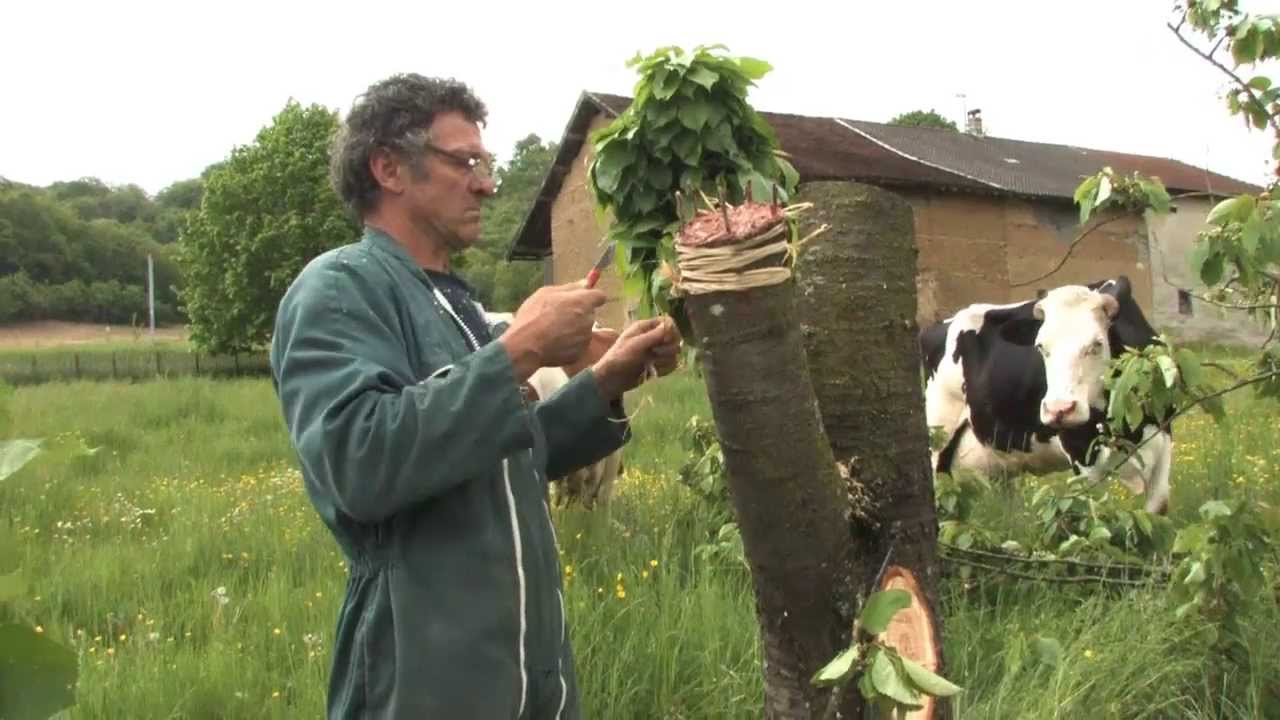greffer un cerisier - France News Collections