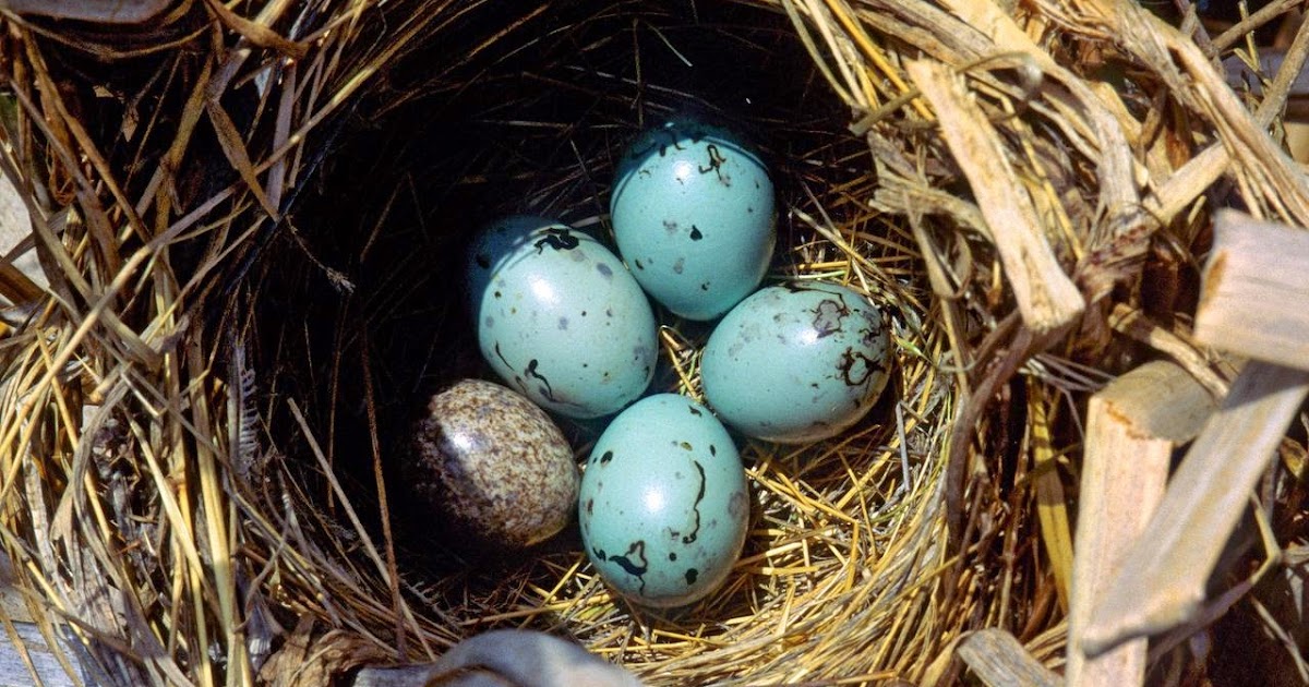 Keistimewaan Telur Burung |MyRokan