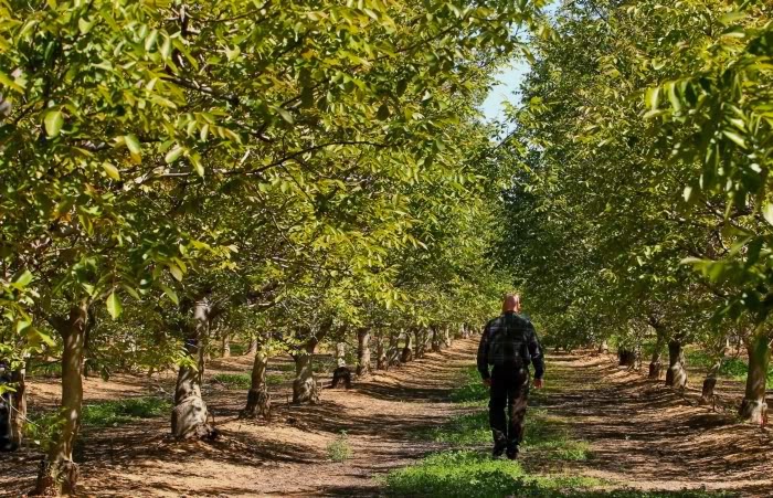 Cultura Livezii de NUC: Creșterea nucilor și combaterea bolilor din ...