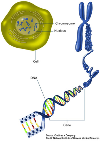 Gene Therapy : Chapter 1: Introduction