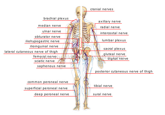 Standard Note: Peripheral and Autonomic nervous system