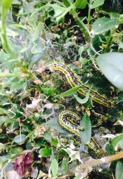 Buxusmot eitjes foto's ~ buxusmot bestrijden met spiritus