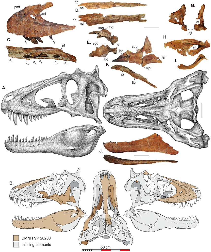Species New to Science: [Paleontology • 2013] Lythronax argestes ...