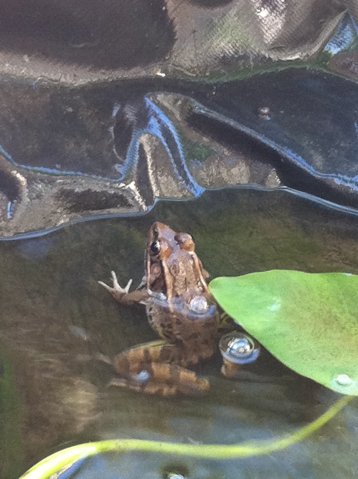 Austin Frog Blog: The Difference Between Frogs and Toads or… Toads are ...
