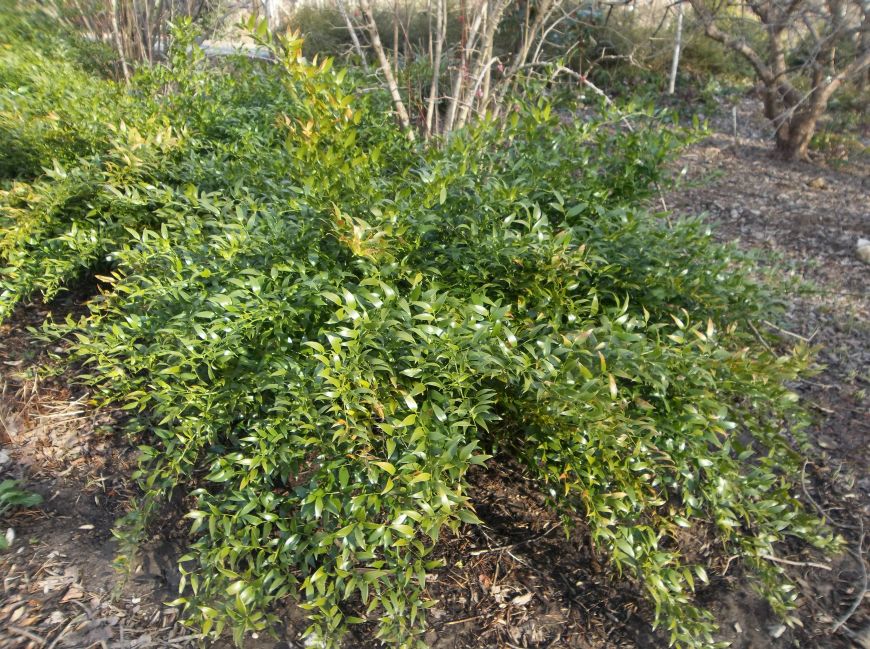 Future Plants by Randy Stewart: Danae racemosa - Alexandrian Laurel