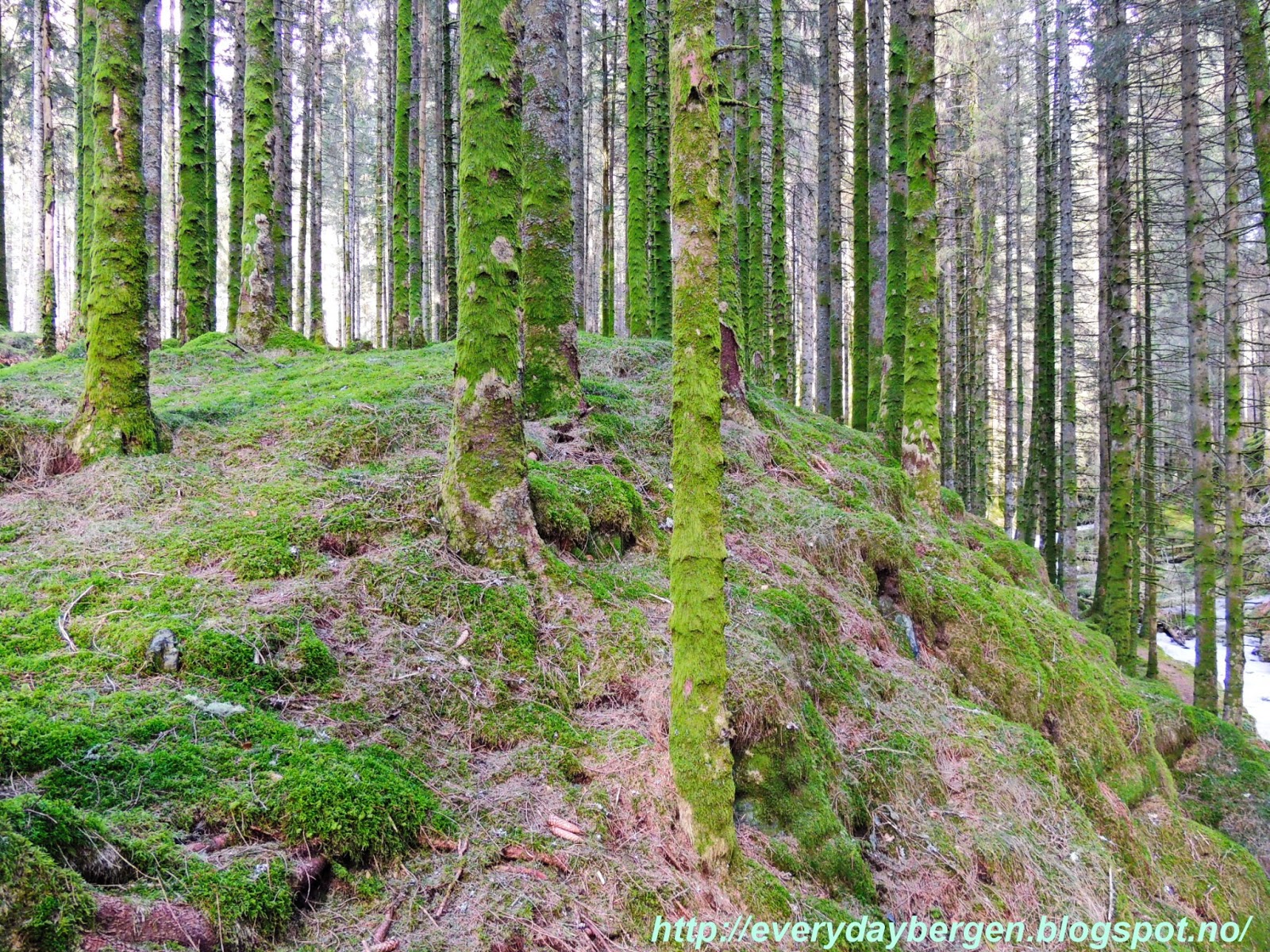 Rain forest in Norway