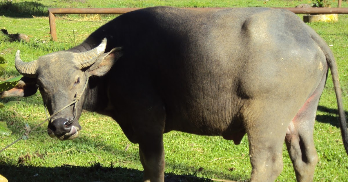 39+ Gambar Sapi Kurban Lucu