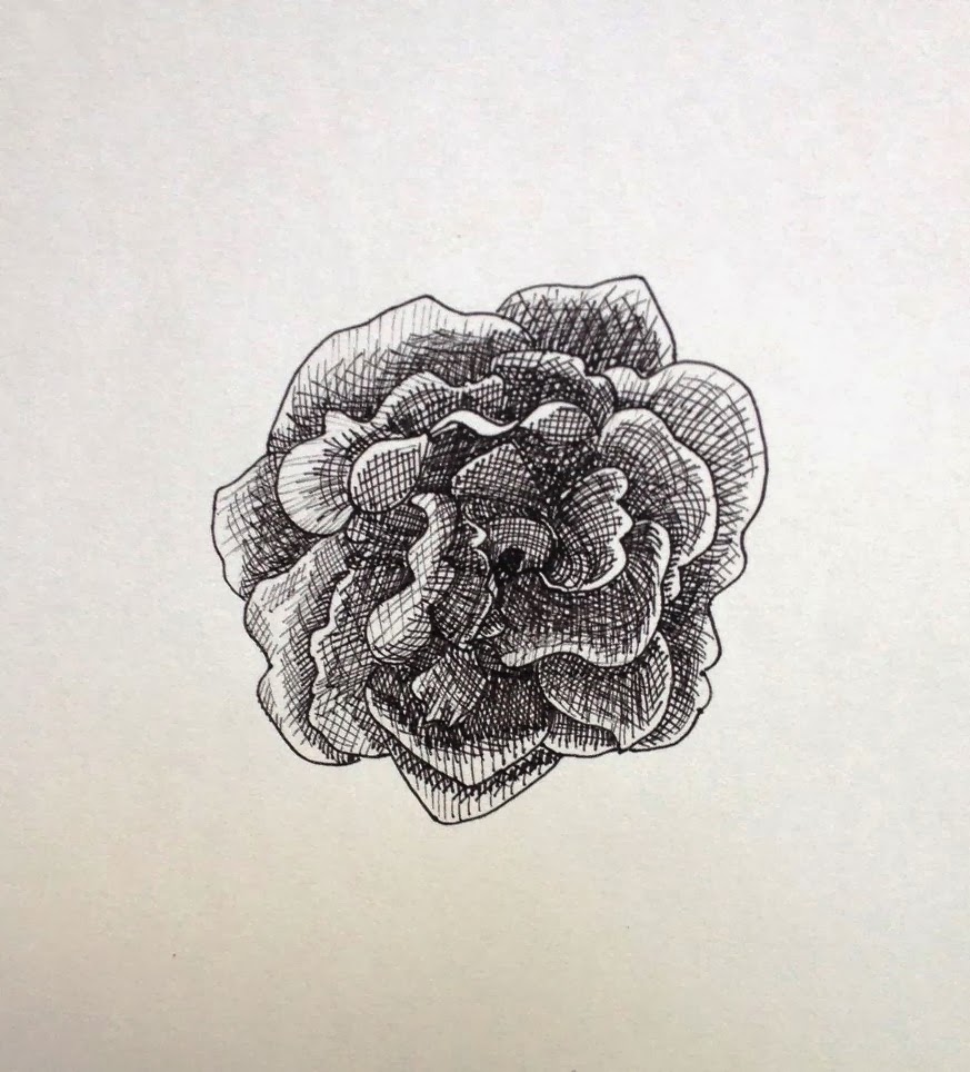 Tania McCartney Blog: #illo52weeks - week 8: cross hatching