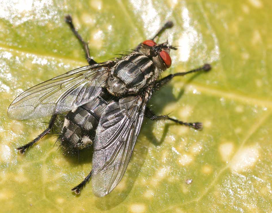 ¡Vive!: ¡Celebra la Vida!: El "vuelo" del moscardón