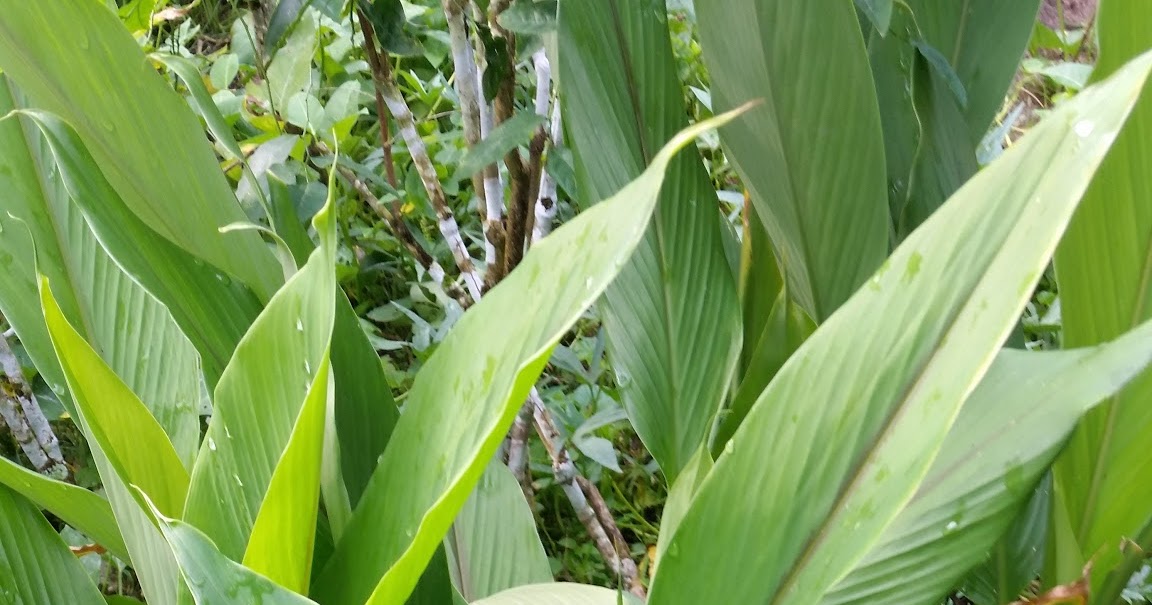 Warisan Petani: Pokok Temu Pauh.
