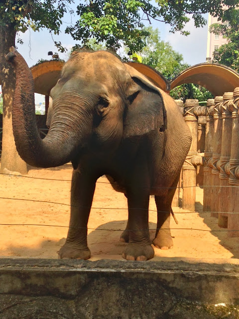 A Ben Abroad: Saigon Sights: The Saigon Zoo and Botanical Gardens