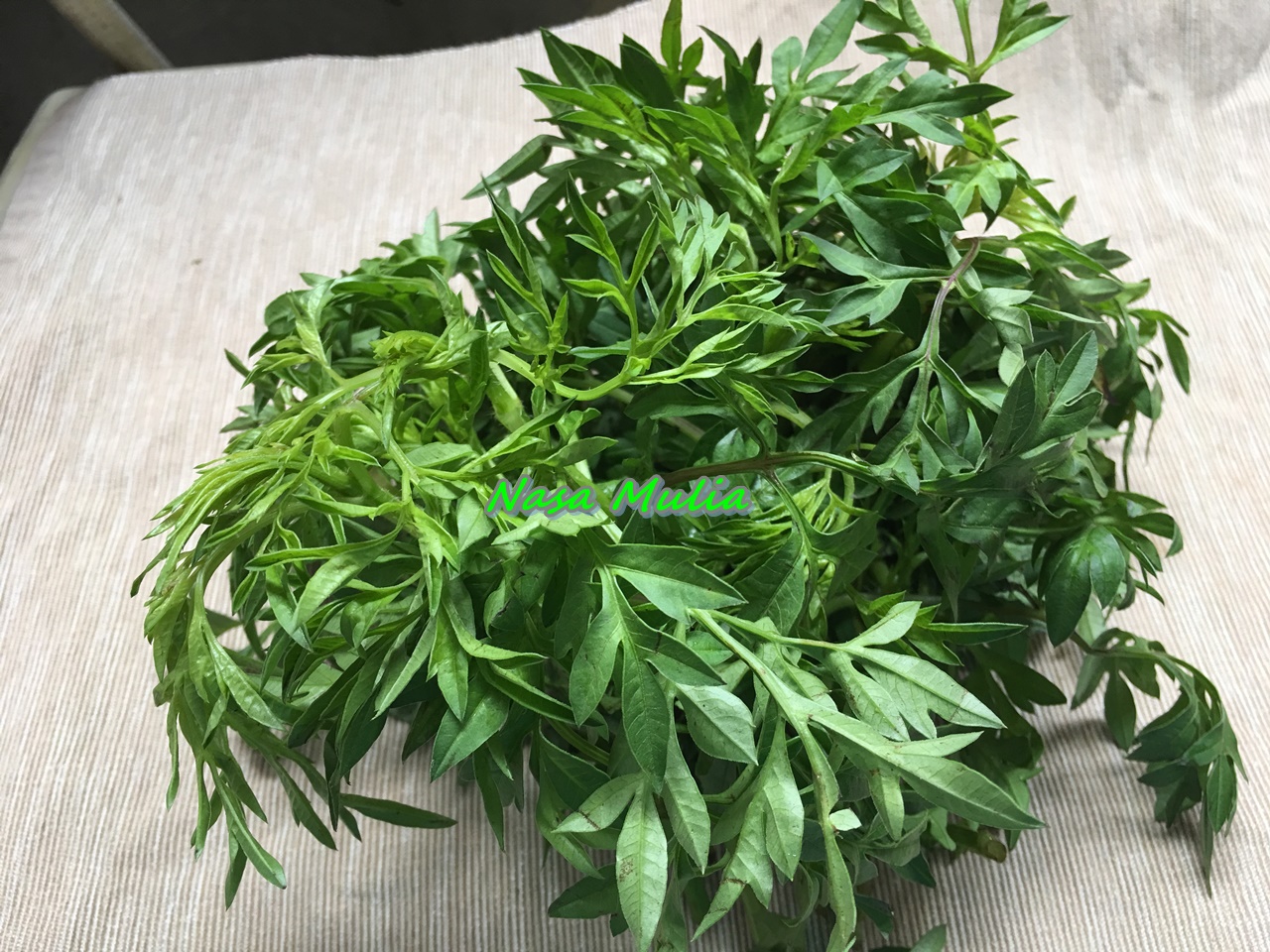 warna warni hidupku..............: Jom Kenali Pucuk-Pucuk / Herba ...