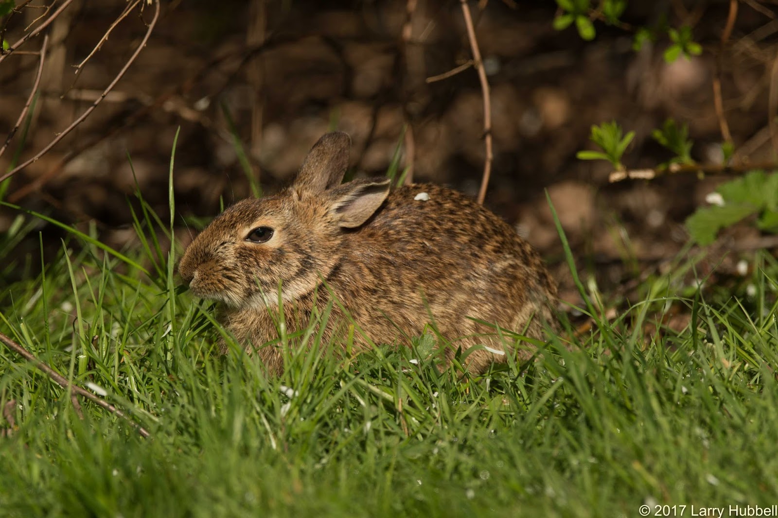 Laurelhurst Blog: Many Rabbit Sightings In Neighborhood And Why So Many?