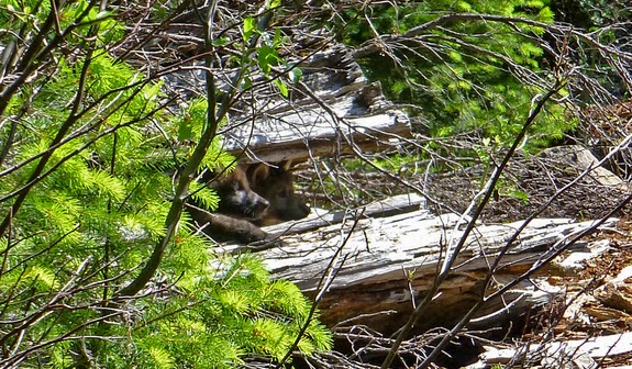 White Wolf : Meet Oregon Famous Wandering Wolf's First Pups (EXCLUSIVE ...