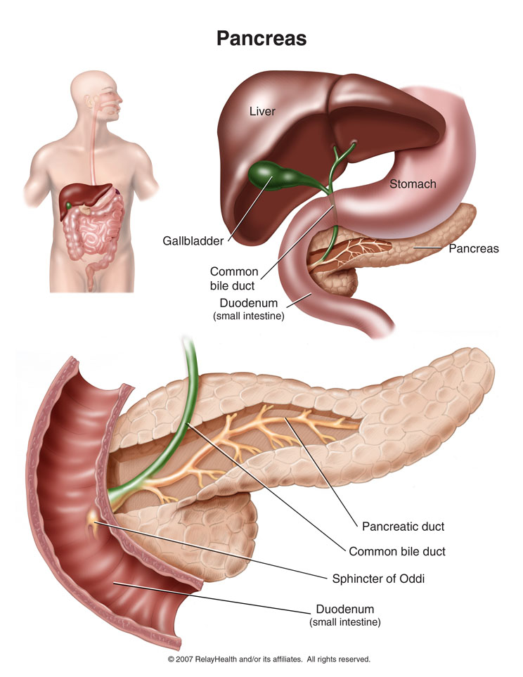 Living With Pancreatitis What Is Acute Pancreatitis living-with-pancreatitis-what-is-acute-pancreatitis