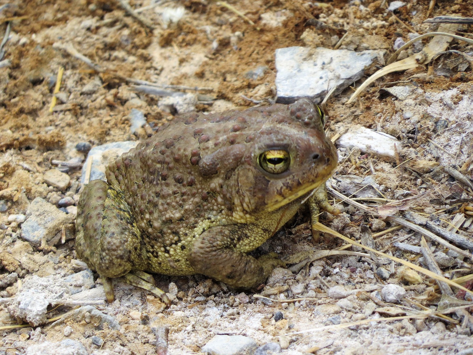 On the Road Abode: Trading a zip code for a toad: So Much More Than a ...
