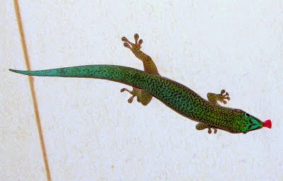 Every Day Is Special: August 14 – Independence Day in Pakistan