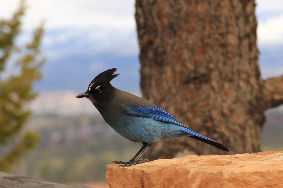 Nevada and Utah: Stellar Jay
