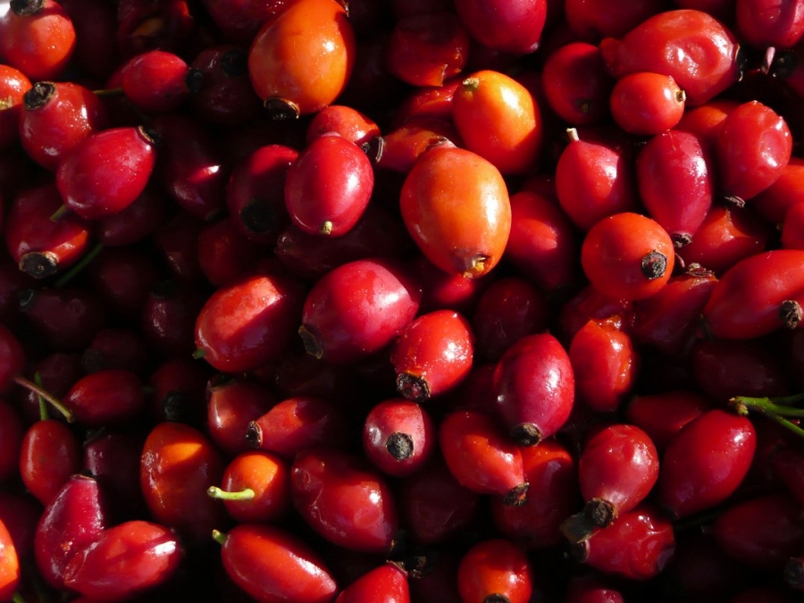 Macesul, trandafirul sanatatii