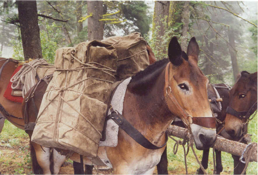 mamabishop: Packing for General Convention