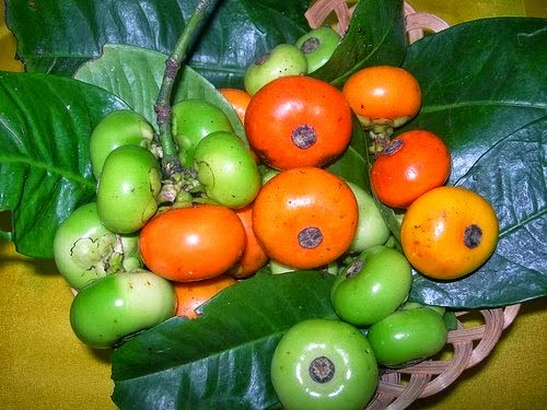 Dari Hutan ke Bandar...: POKOK PERLINDUNGAN FAUNA