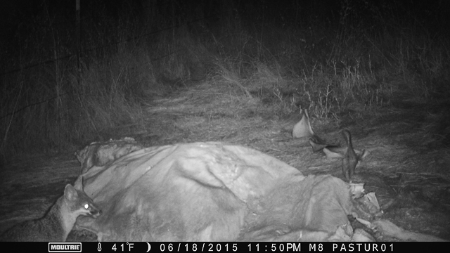 Dipper Ranch: Big Red Is Down