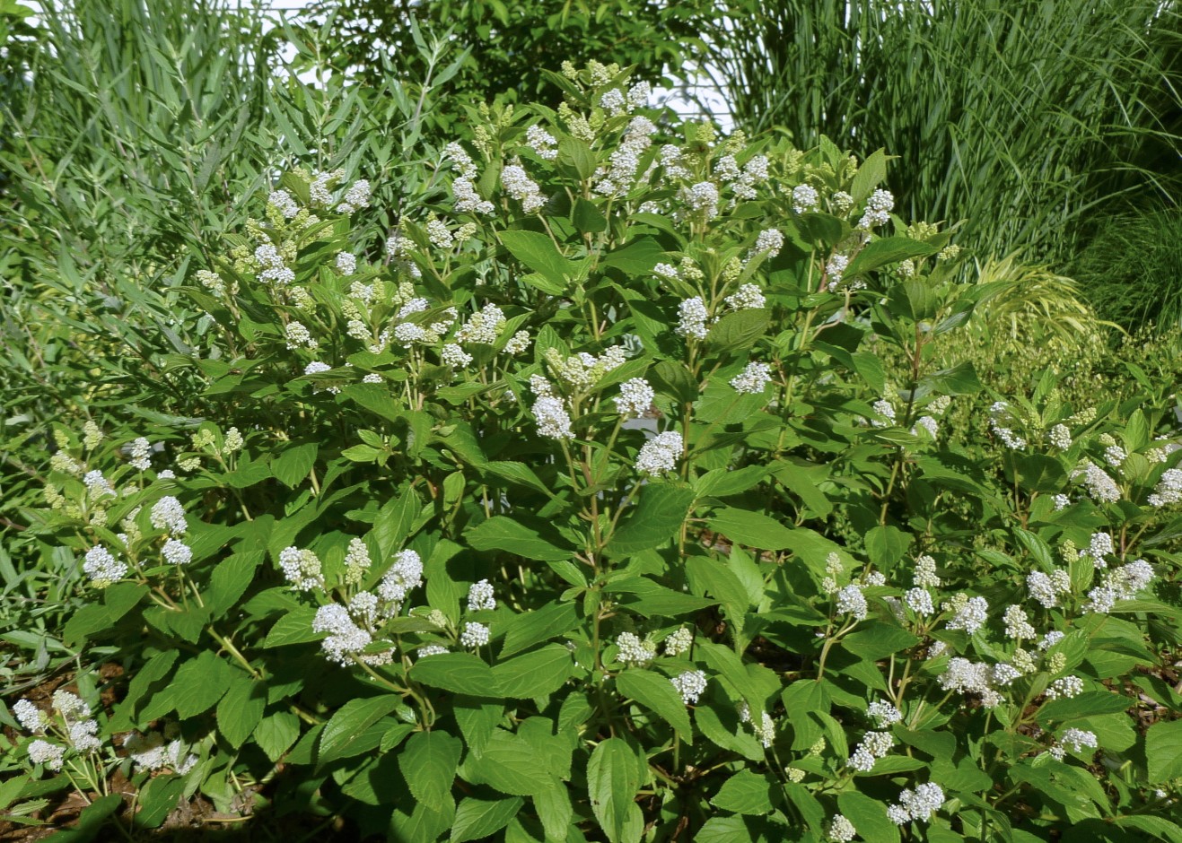 New Jersey Tea Plant - Plant Ideas