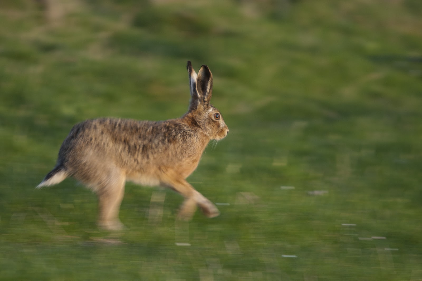 Yorkshire Field Herping and Wildlife Photography: Brown Hares at last!