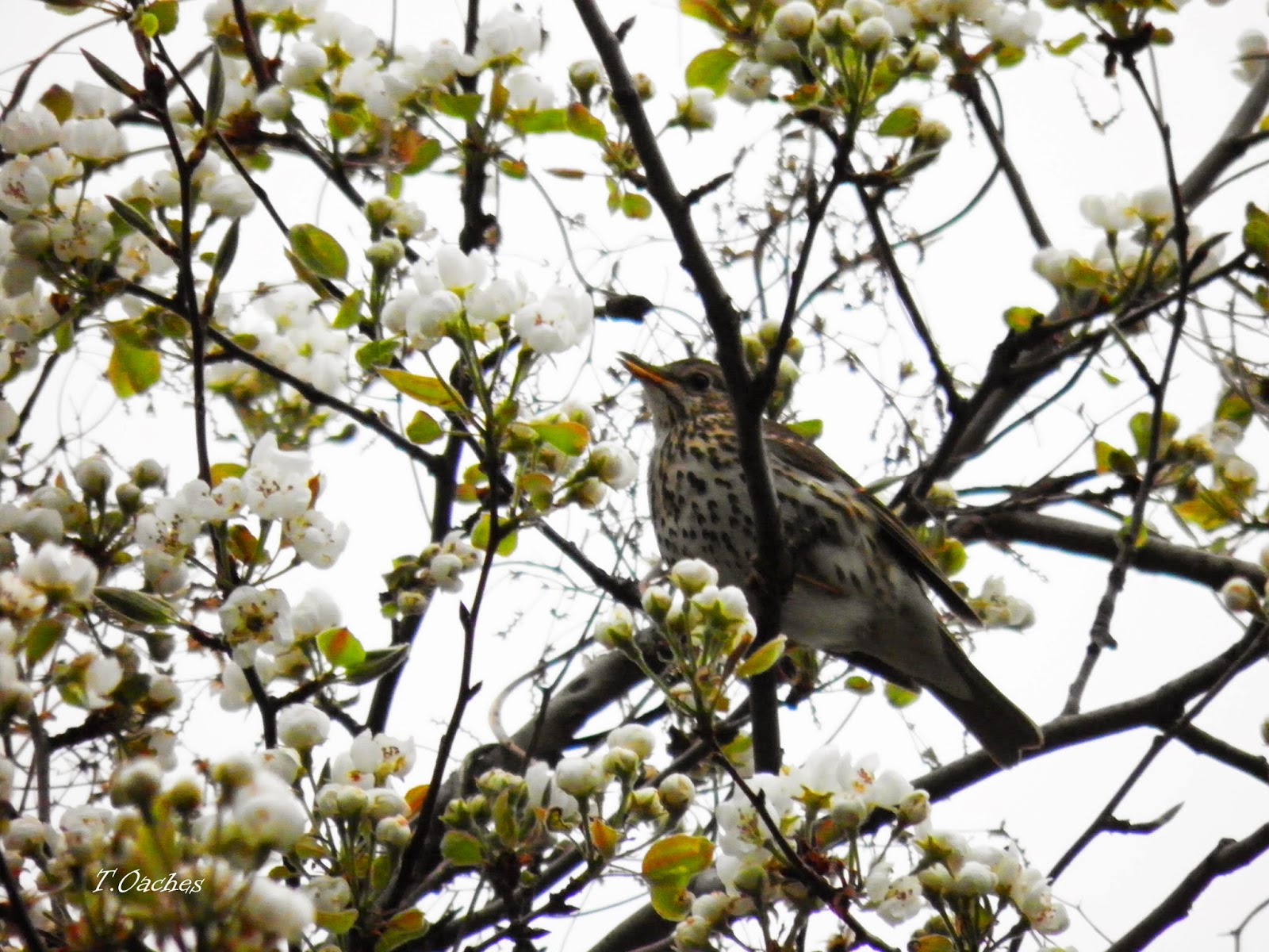 PASARI DIN ROMANIA: STURZ CANTATOR, Turdus philomelos
