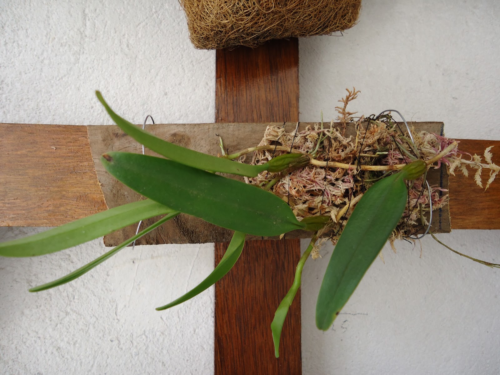Debbie's Orchids: Orchid trellis