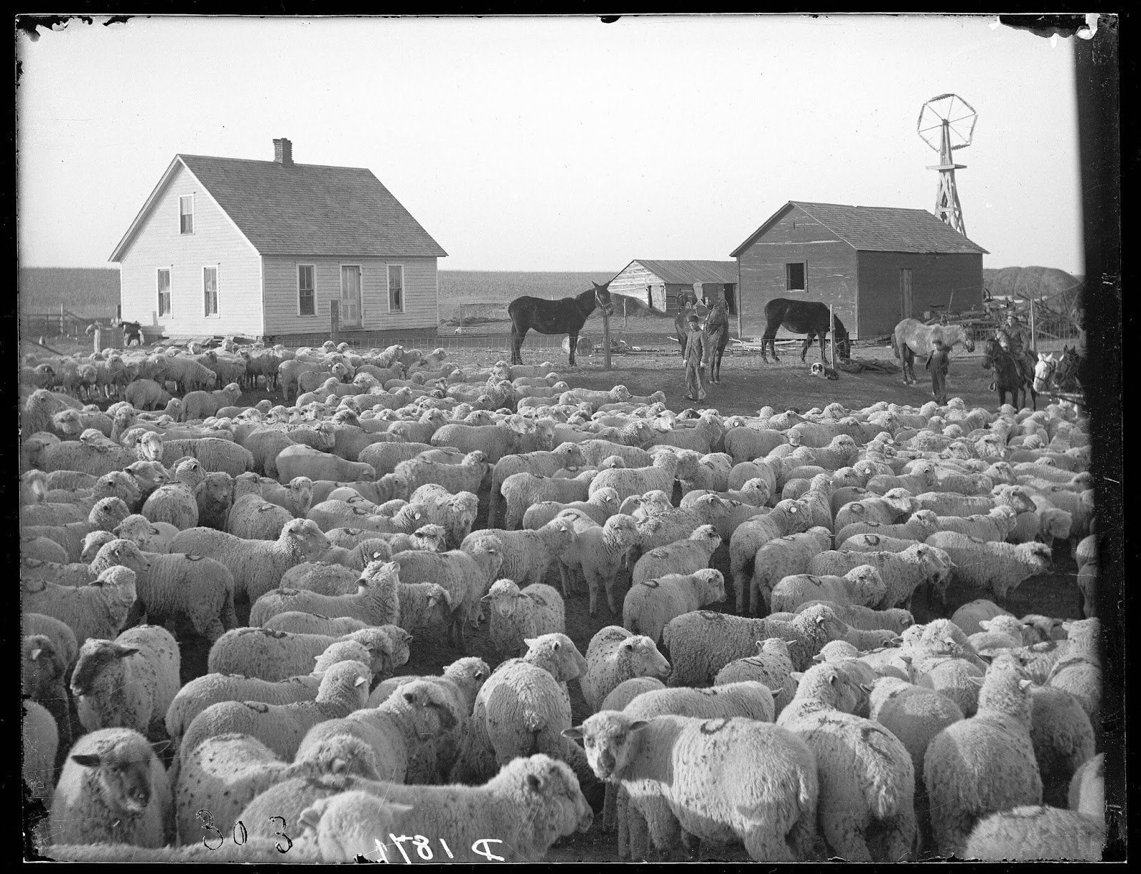 Sheep Farm Nebraska 1904 | Big Picture Agriculture